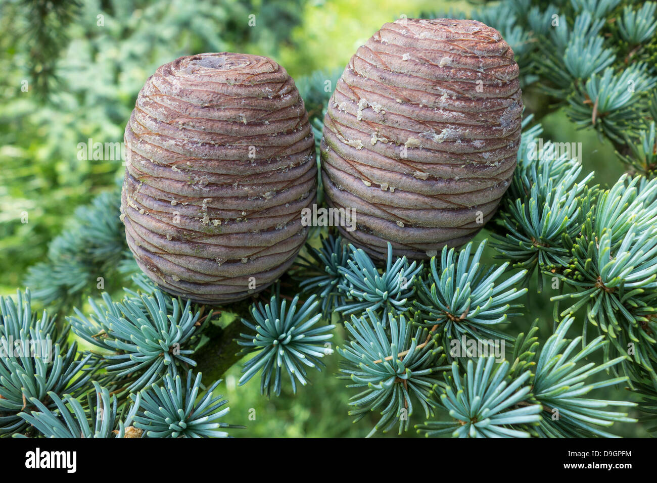 Pinien Zapfen Tannenzapfen Stockfotografie - Alamy