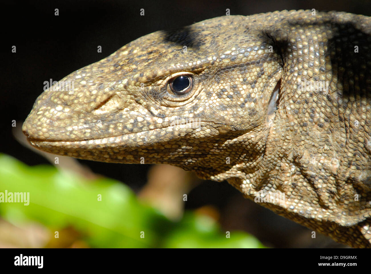 Eidechsen in sri lanka -Fotos und -Bildmaterial in hoher Auflösung – Alamy