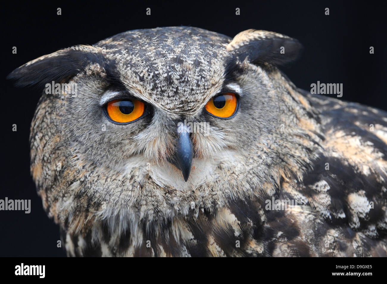 Kopf der eule -Fotos und -Bildmaterial in hoher Auflösung – Alamy
