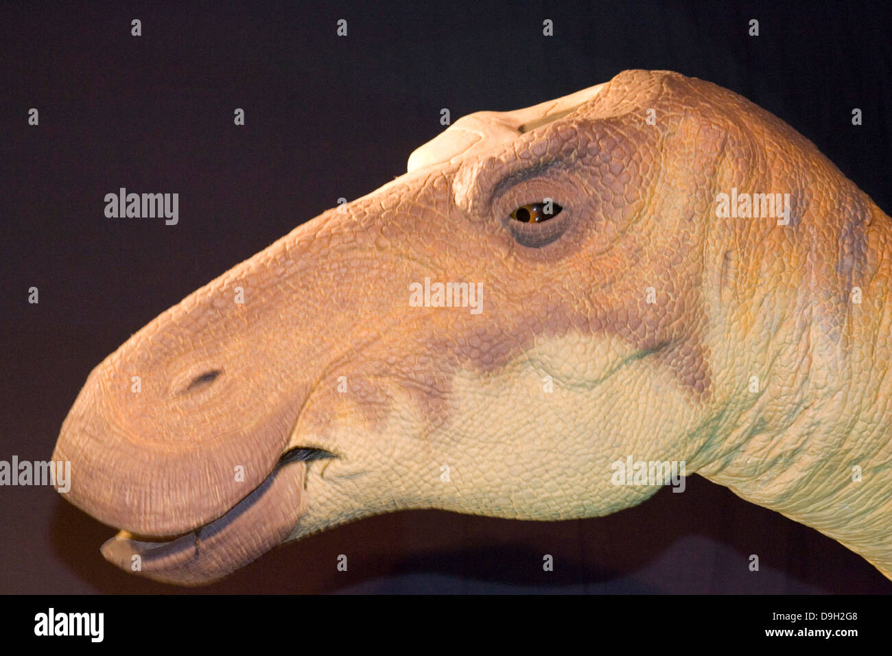 Edmontosaurus (edmontosaurus) -Fotos und -Bildmaterial in hoher ...