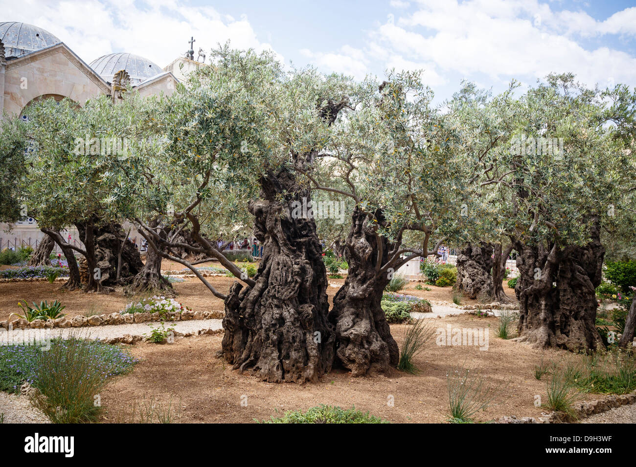 Olivenbäume im Garten von Gethsemane, Jerusalem, Israel Stockfotografie ...