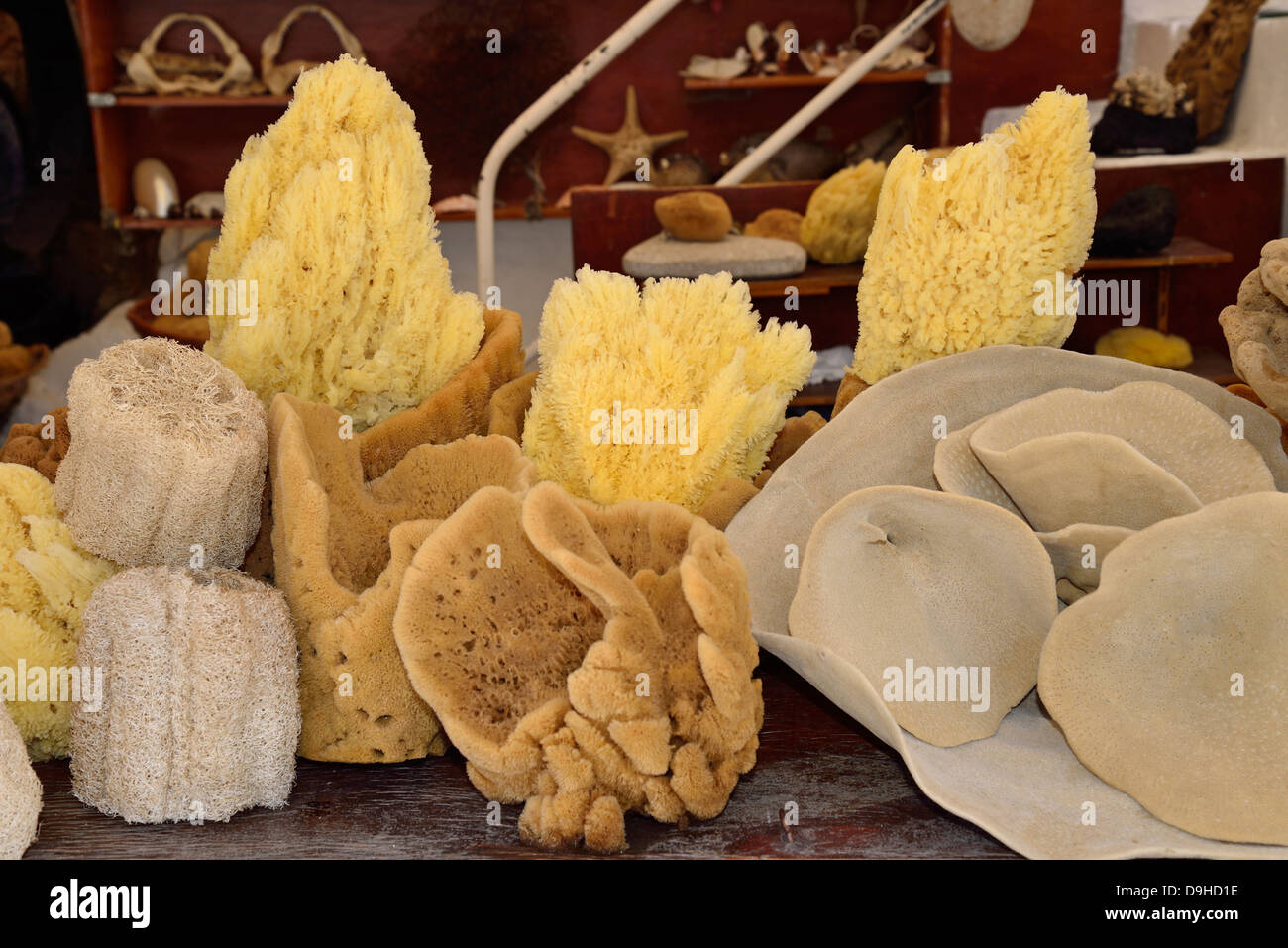 Nature schwamm -Fotos und -Bildmaterial in hoher Auflösung – Alamy