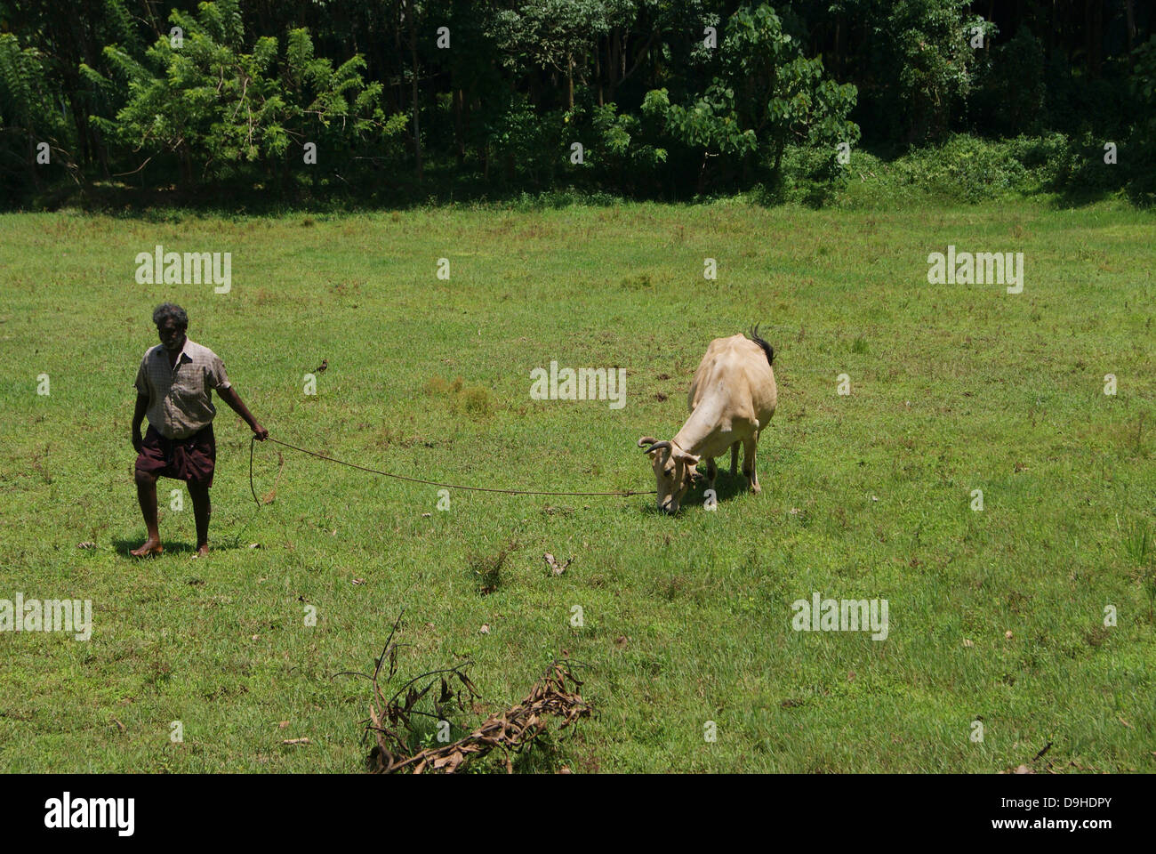 Cow farms kerala -Fotos und -Bildmaterial in hoher Auflösung – Alamy