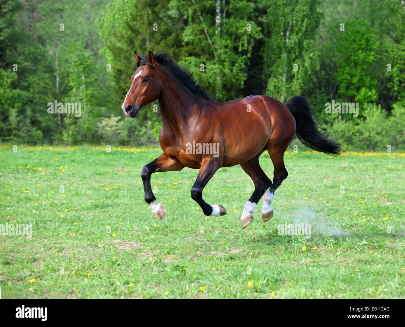 Galoppierendes feld des pferds -Fotos und -Bildmaterial in hoher ...