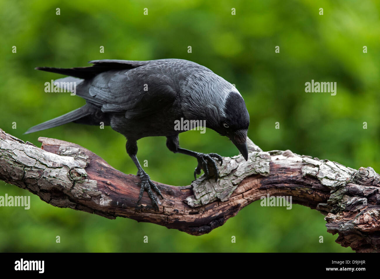 Europäische Dohle / Western Dohle / eurasischen Dohle (Corvus Monedula ...