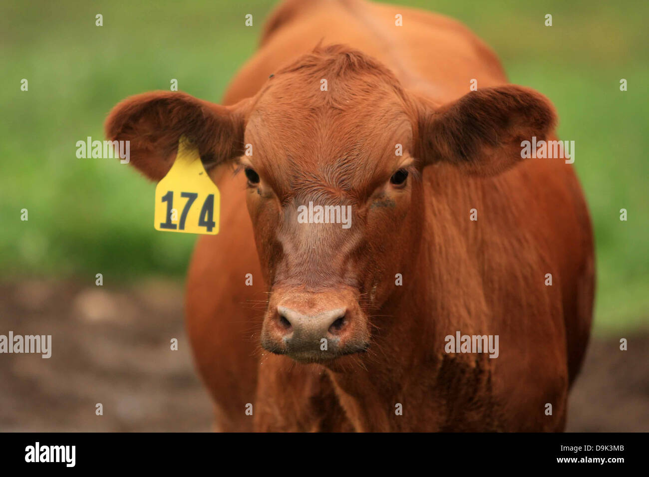 Angus Angus Kalb Kuh Bull Tier Tiere Bauernhof Land ländlichen rot ...