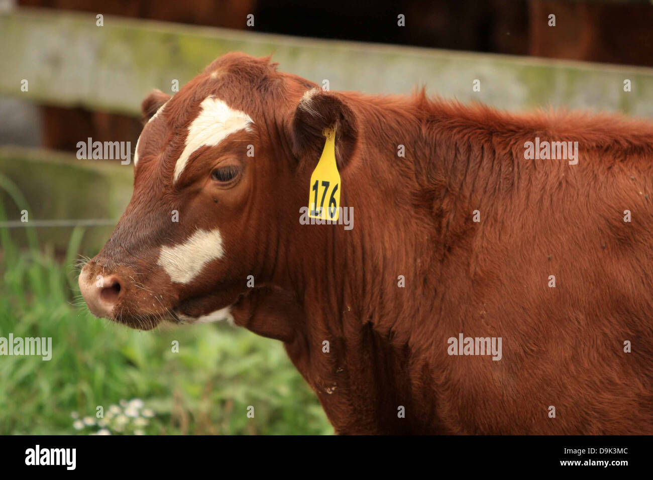 Angus Angus Kalb Kuh Bull Tier Tiere Bauernhof Land ländlichen rot ...
