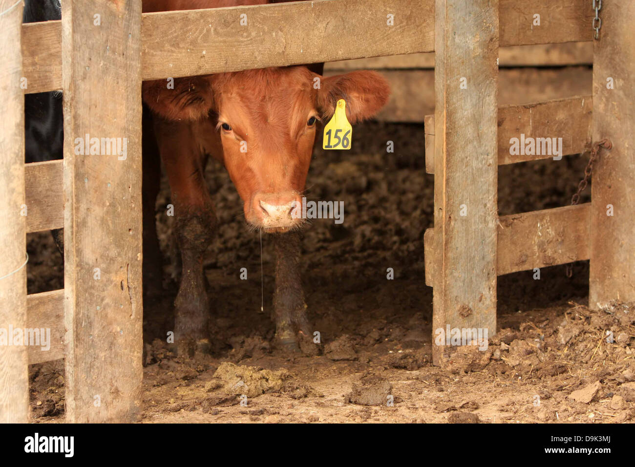 Angus Angus Kalb Kuh Bull Tier Tiere auf dem Bauernhof Land ländlichen ...