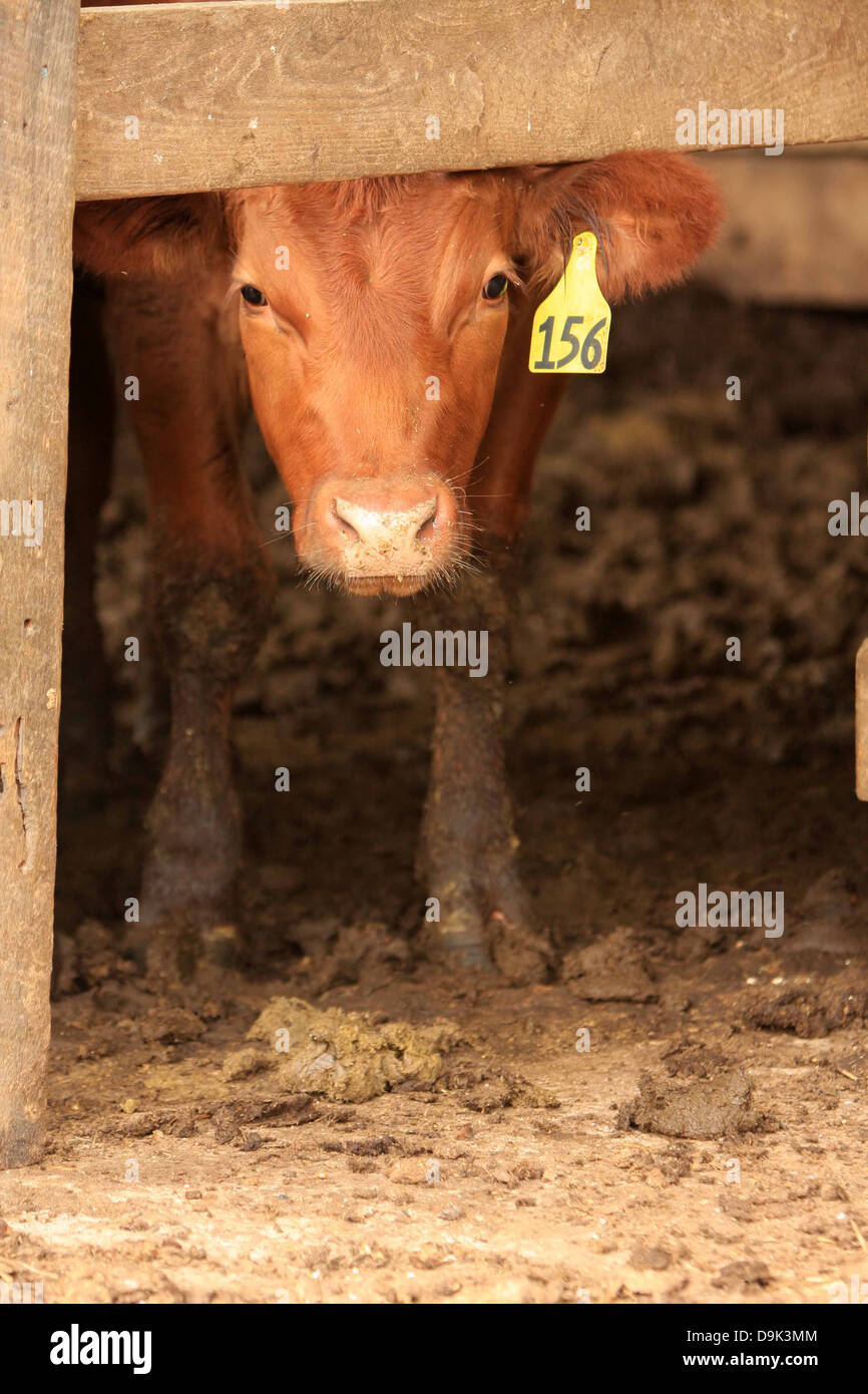 Angus Angus Kalb Kuh Bull Tier Tiere auf dem Bauernhof Land ländlichen ...