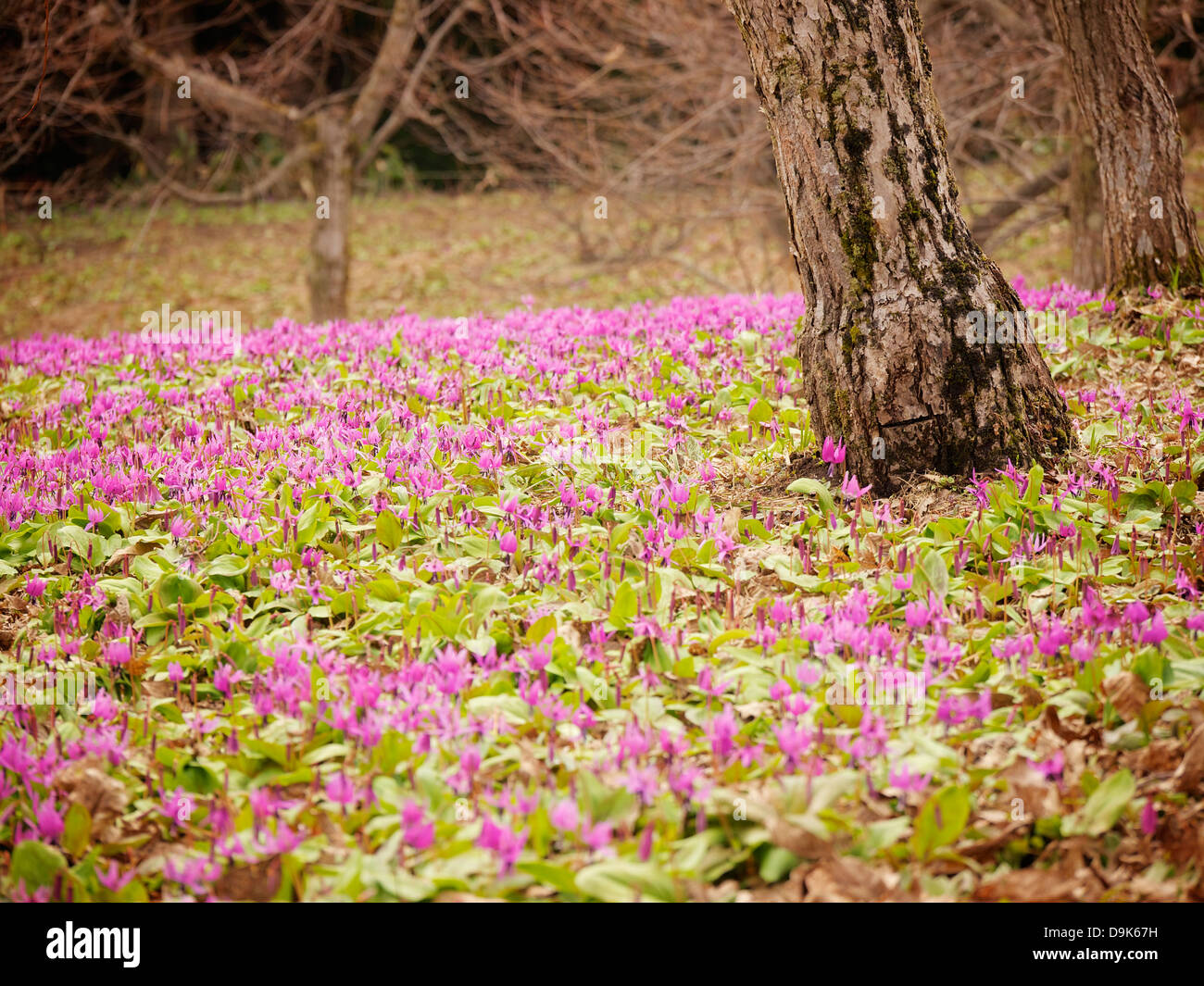 Blühende Forelle Lily "Katakuri" bei Nishiki Dorf Senboku Akita, Japan ...