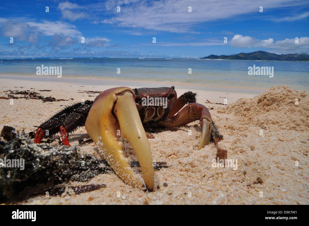 Riesige rote Land Crab (Gecarcinus lateralis) am Strand, La Digue ...