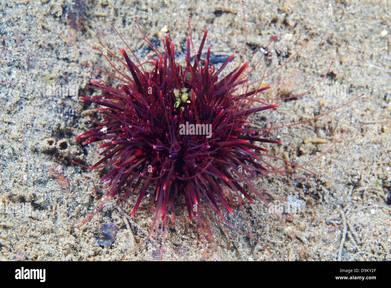 Seeigel meerestier -Fotos und -Bildmaterial in hoher Auflösung – Alamy