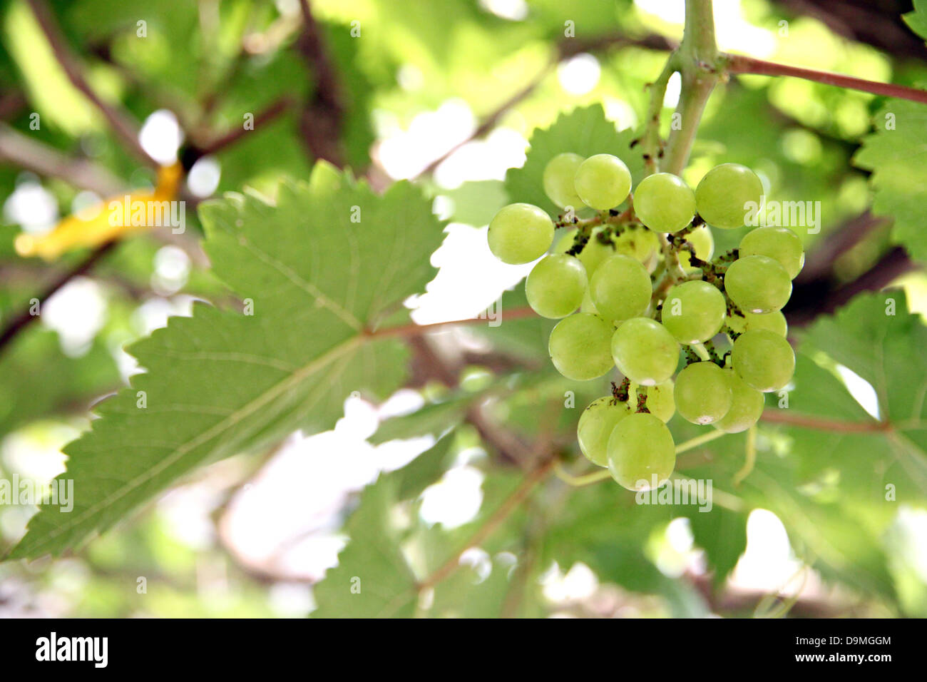 Trauben am baum -Fotos und -Bildmaterial in hoher Auflösung – Alamy