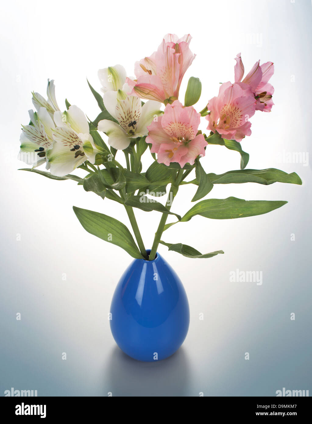 Diese blumen -Fotos und -Bildmaterial in hoher Auflösung – Alamy