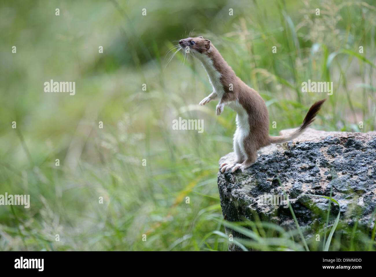 Big Weasel Stockfotos und -bilder Kaufen - Alamy