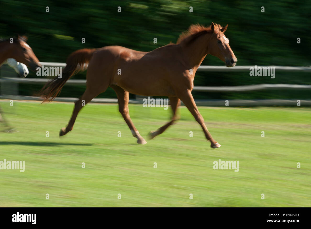 Hufe Zur Freiheit Stockfotos und -bilder Kaufen - Alamy