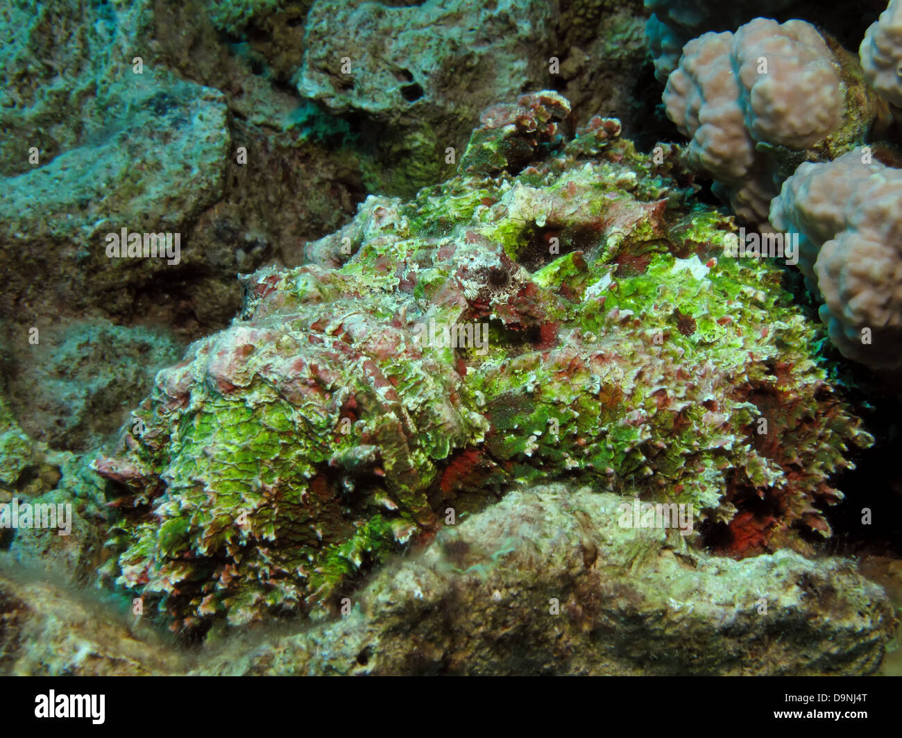 Tarnriff steinfisch -Fotos und -Bildmaterial in hoher Auflösung – Alamy