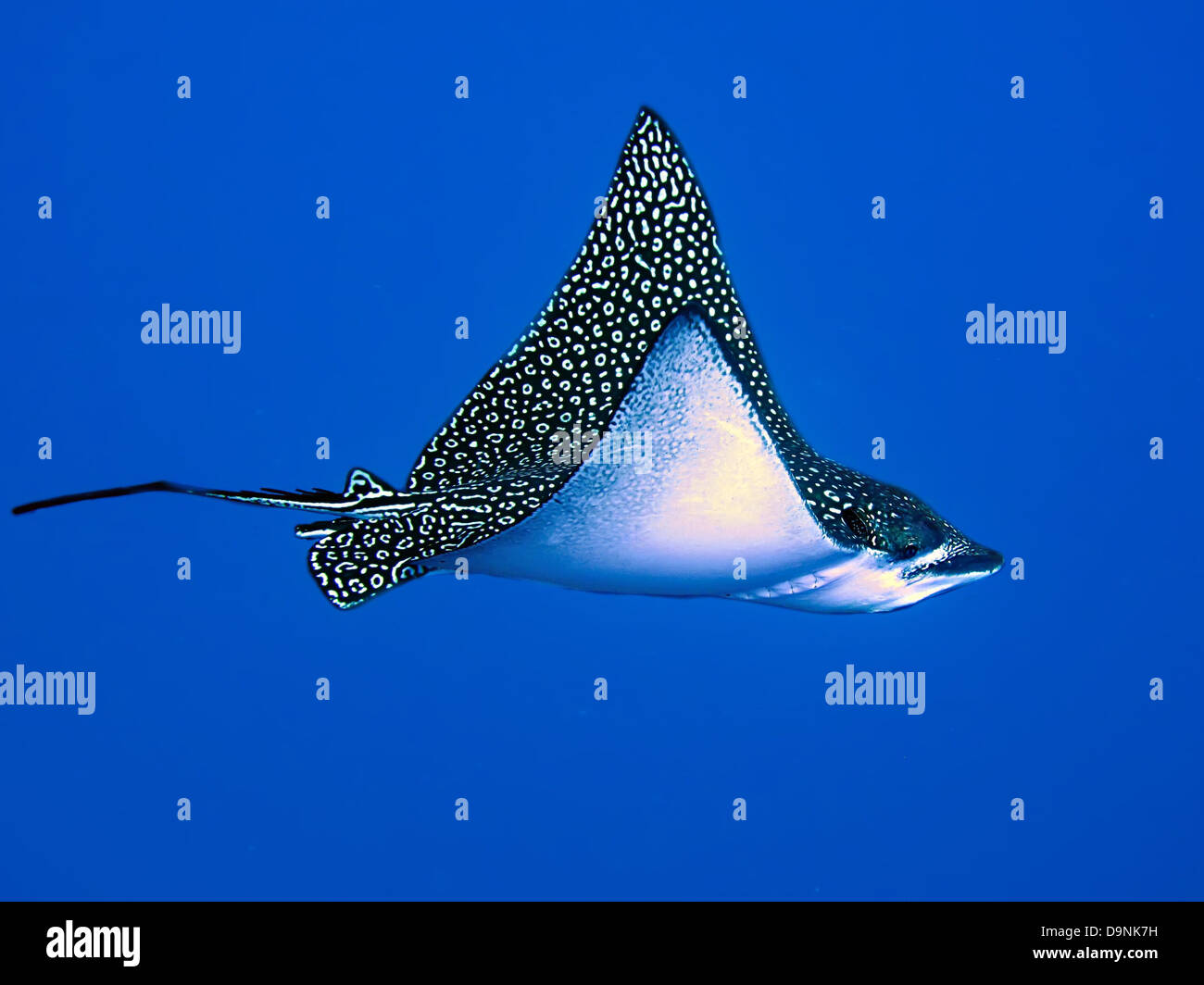 Black spotted ray -Fotos und -Bildmaterial in hoher Auflösung – Alamy