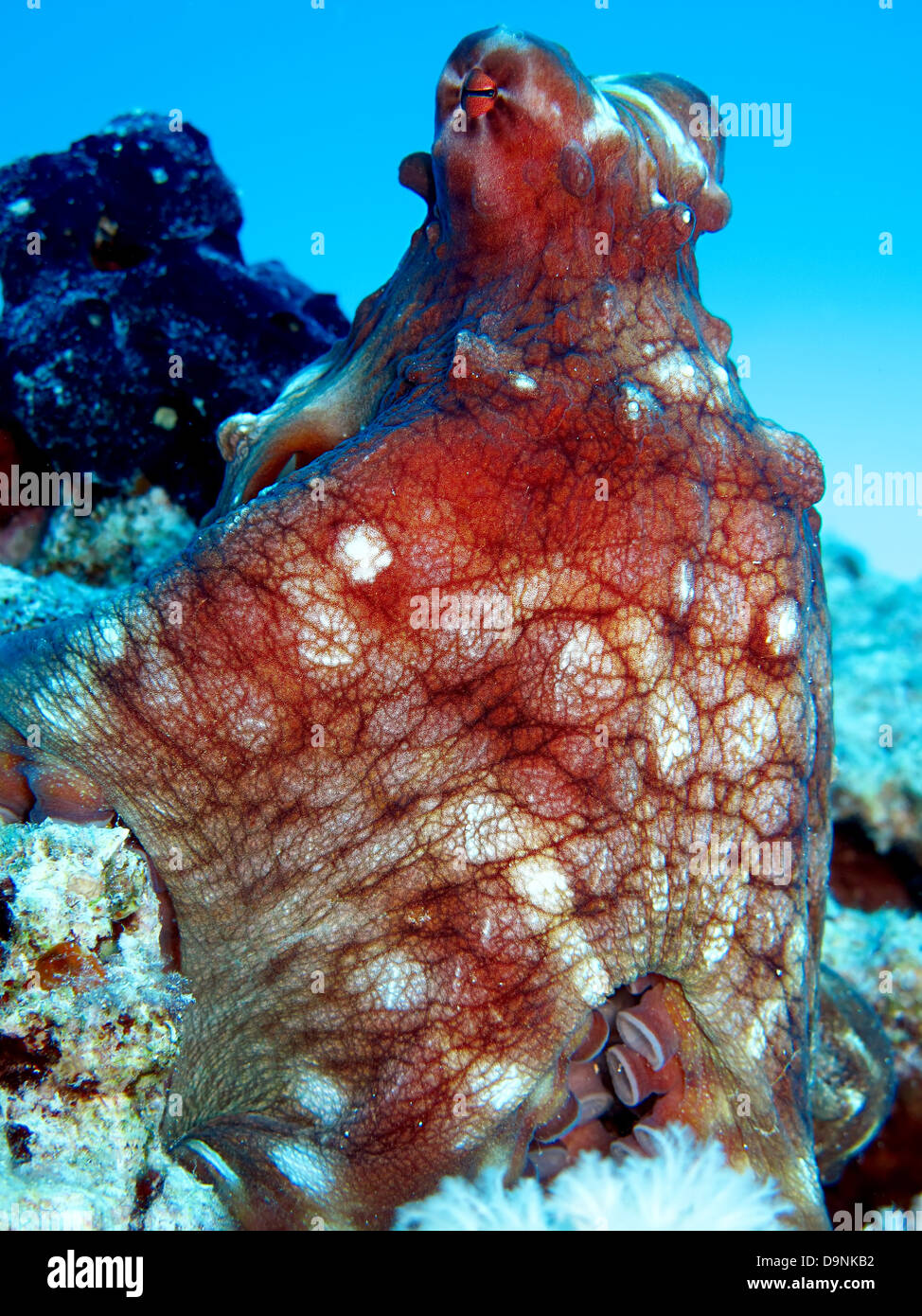 Riesiger roter oktopus -Fotos und -Bildmaterial in hoher Auflösung – Alamy