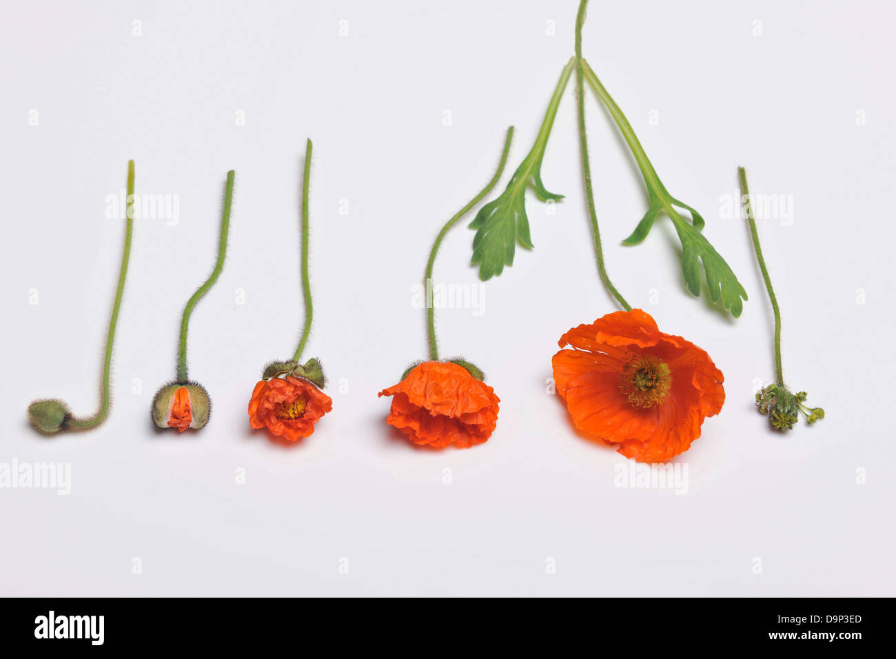 Mohn Nahaufnahmen Stockfotos und -bilder Kaufen - Alamy
