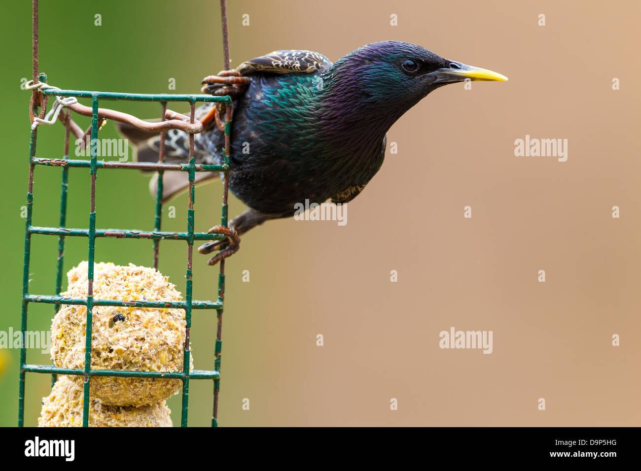 Fat balls -Fotos und -Bildmaterial in hoher Auflösung – Alamy