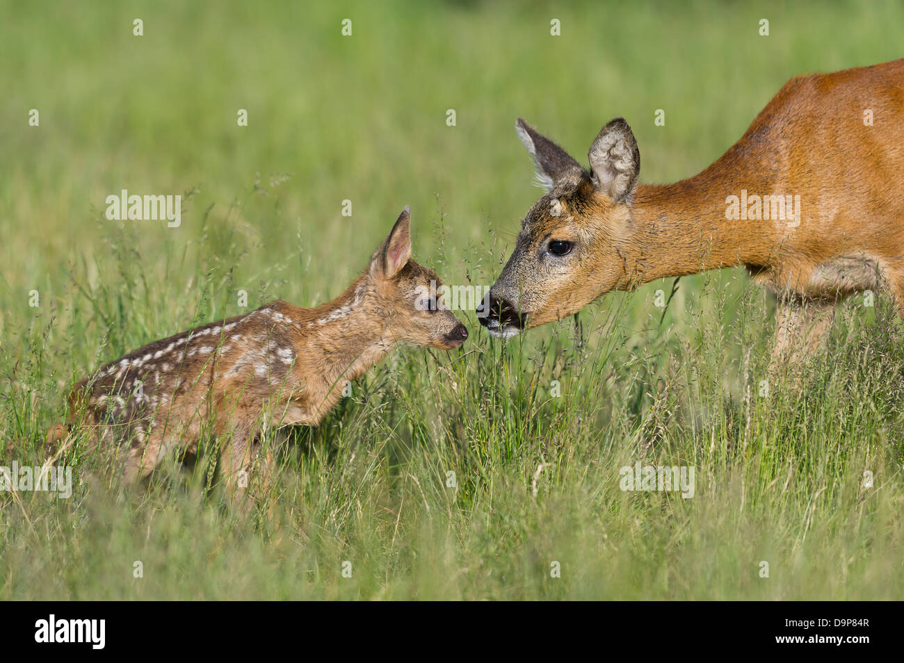 Reh, Capreolus Capreolus und Rehkitz Stockfotos und -bilder Kaufen - Alamy