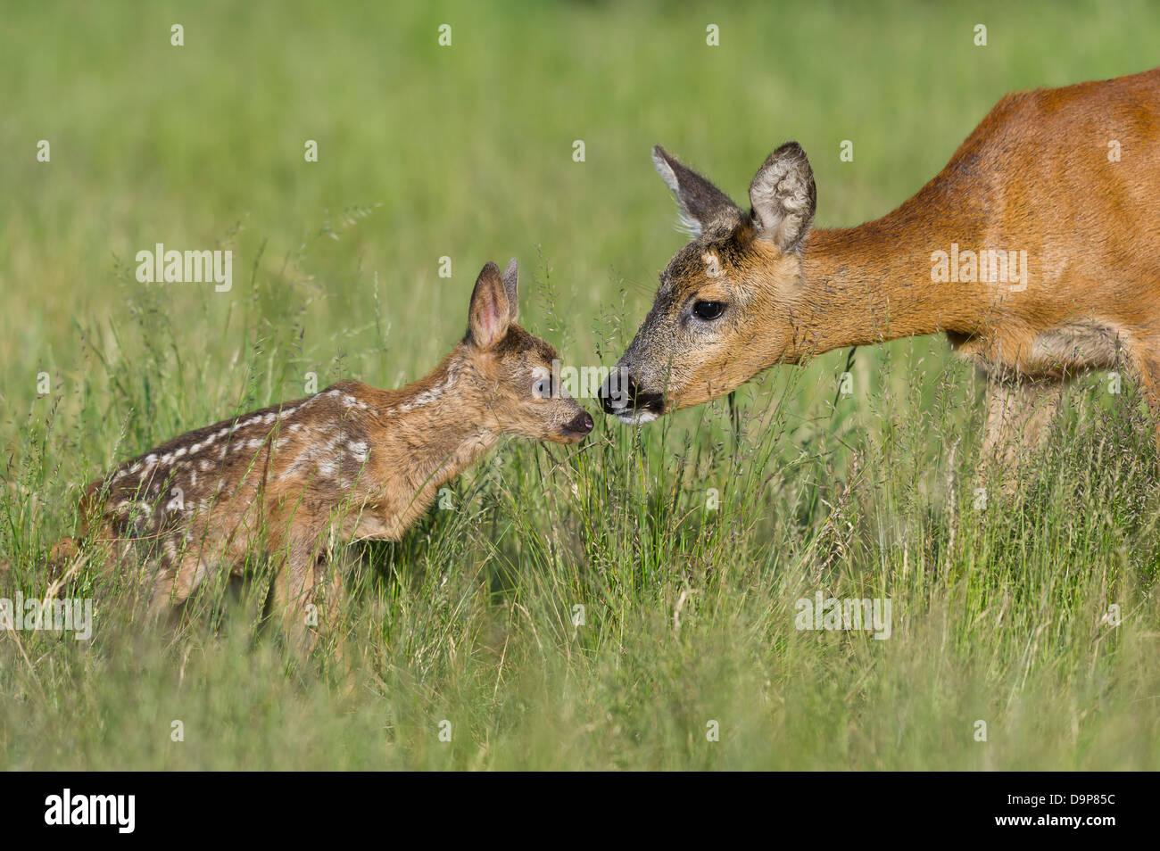Reh, Capreolus Capreolus und Rehkitz Stockfotos und -bilder Kaufen - Alamy