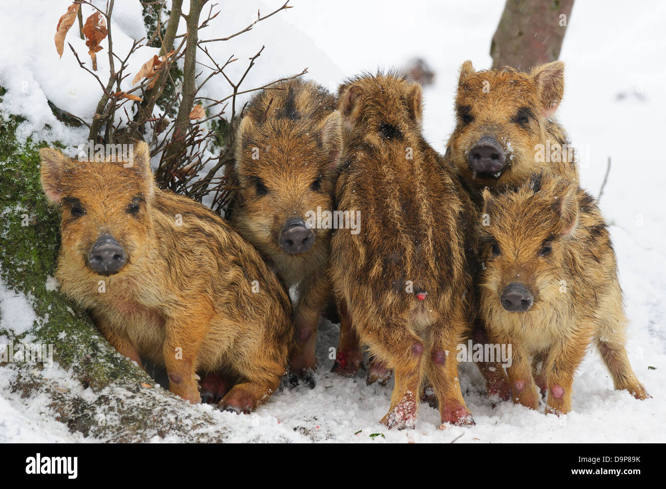 Wildschwein, Sus Scrofa, Wildschwein, Ferkel, Ferkel, Frischling ...