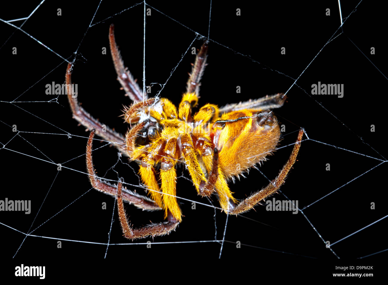 Web spinne -Fotos und -Bildmaterial in hoher Auflösung – Alamy