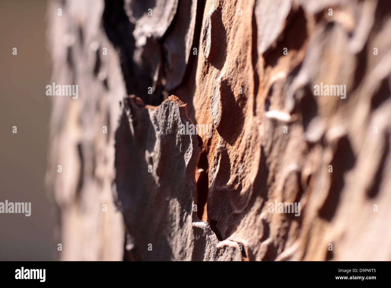Rinde einer Tanne in den Boboli-Gärten in Florenz Stockfotografie - Alamy