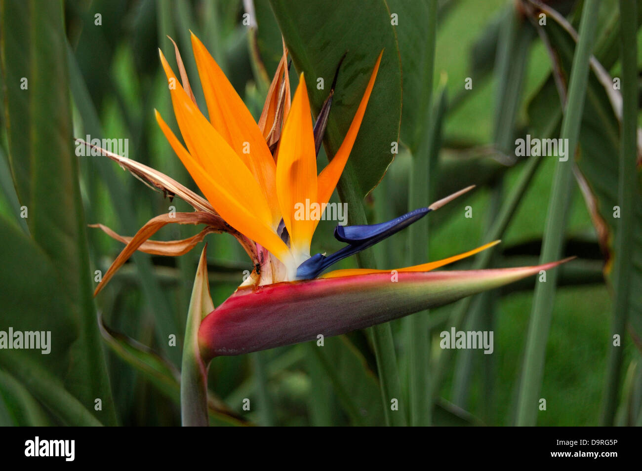 Strelitzia arten -Fotos und -Bildmaterial in hoher Auflösung – Alamy