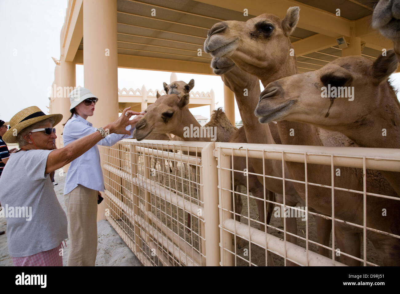 Friendly camel -Fotos und -Bildmaterial in hoher Auflösung – Alamy