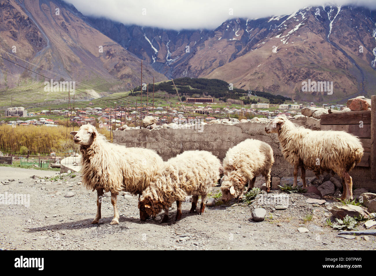 Sheep in village in mountains -Fotos und -Bildmaterial in hoher ...