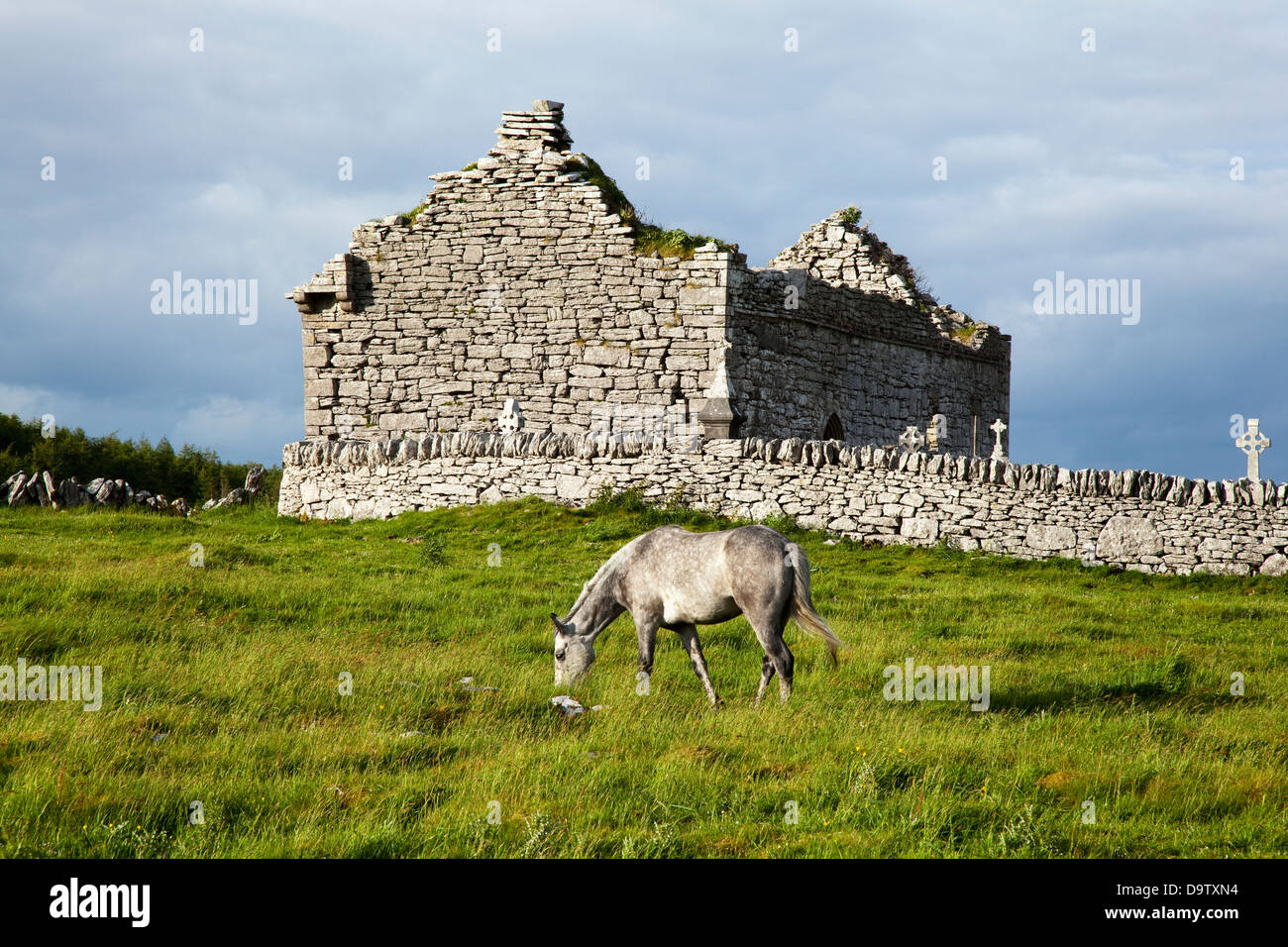 Ein Pferd in einem Feld mit Ruinen und einem Friedhof Weiden; Burren ...