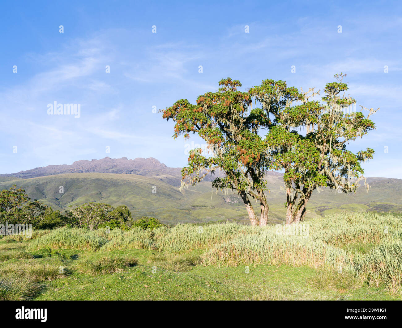 Hagenia wald -Fotos und -Bildmaterial in hoher Auflösung – Alamy