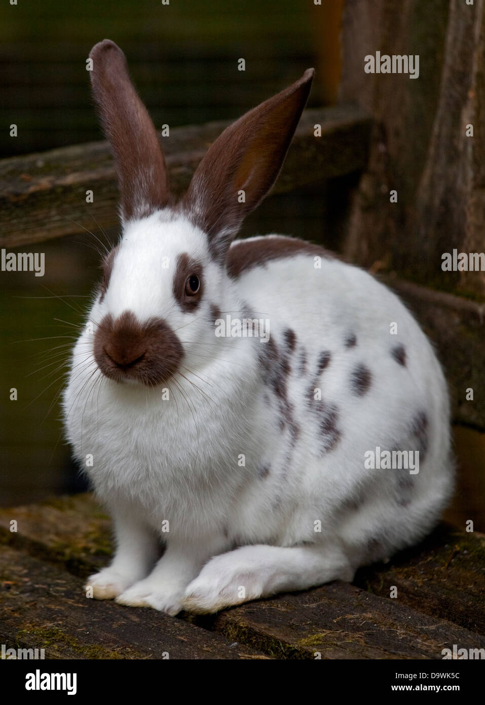 Geflecktes kaninchen -Fotos und -Bildmaterial in hoher Auflösung – Alamy