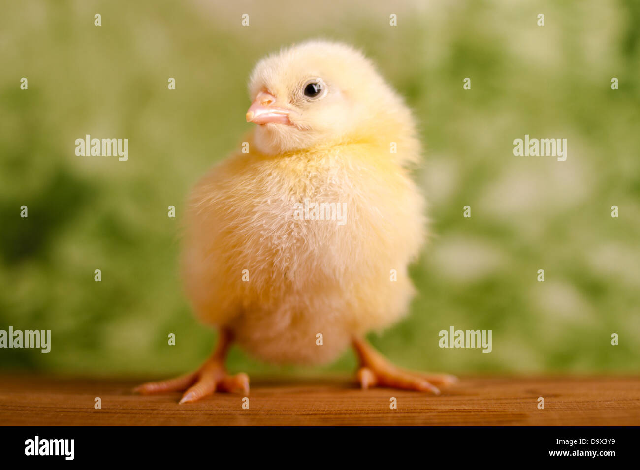 Baby huhn hintergrund -Fotos und -Bildmaterial in hoher Auflösung – Alamy
