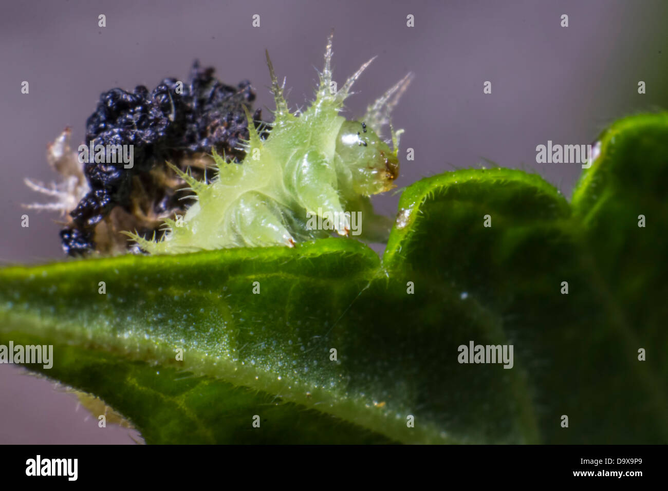 Winzige milbe -Fotos und -Bildmaterial in hoher Auflösung – Alamy