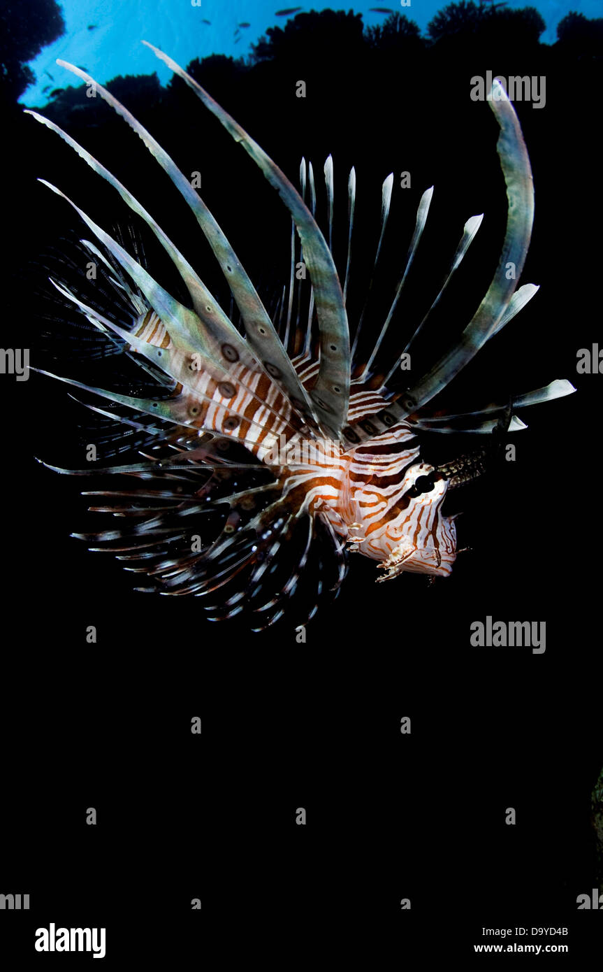 Roten Rotfeuerfisch (Pterois Volitans) über Riff, Vaavu Atoll ...