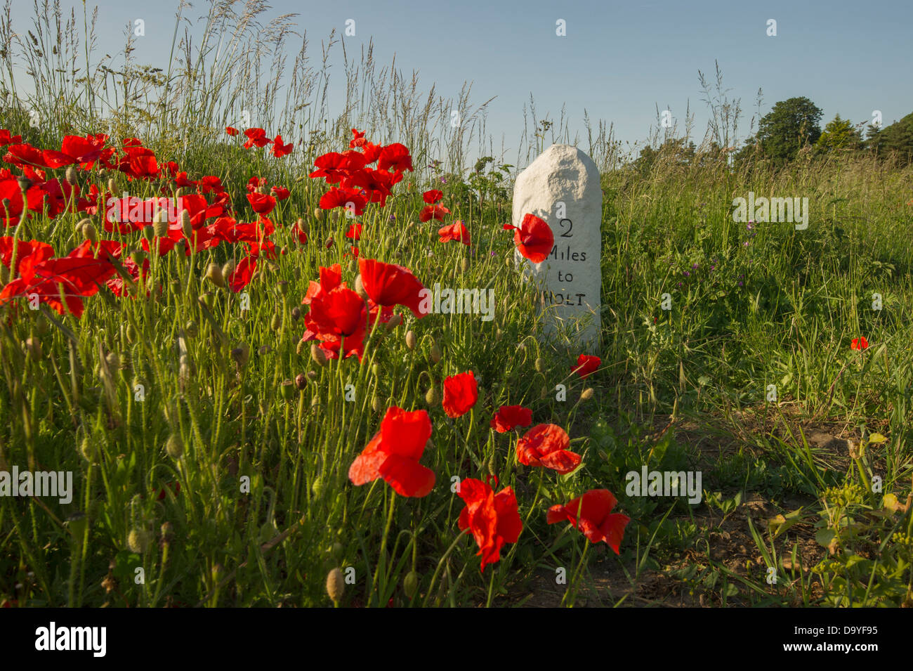 Mohn, die rund um einen alten am Straßenrand Meilenstein ...