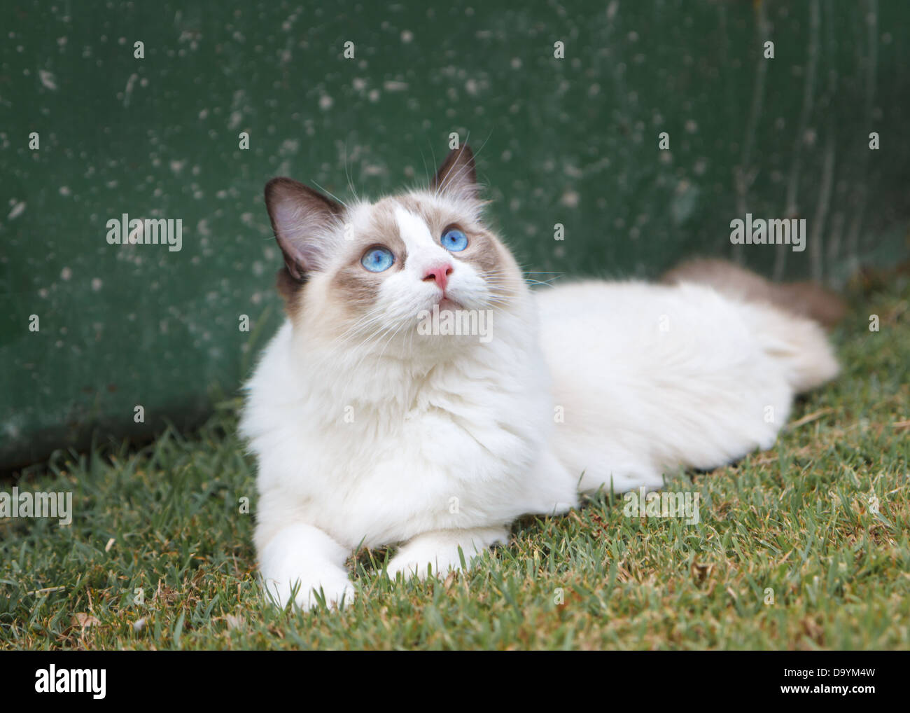 Seal bicolour -Fotos und -Bildmaterial in hoher Auflösung – Alamy