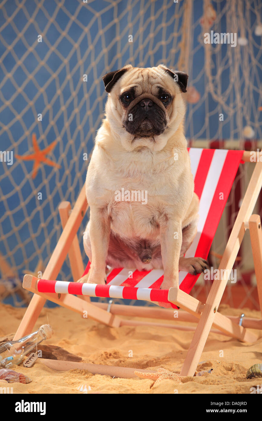 Hund im liegestuhl -Fotos und -Bildmaterial in hoher Auflösung – Alamy