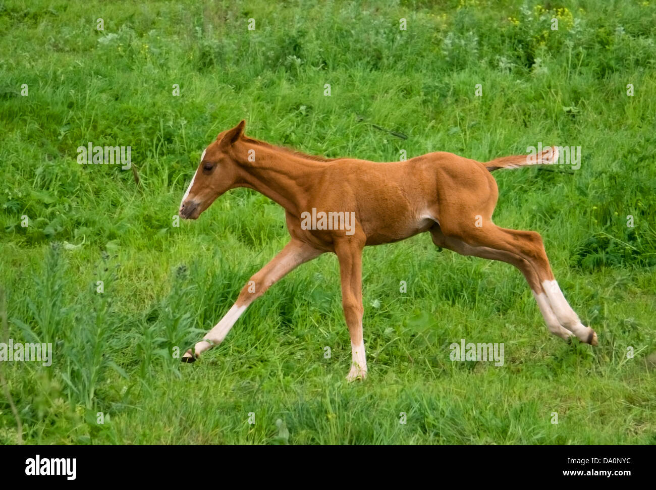 Pferd Fohlen im Feld laufen auf einer Alm Stockfotografie - Alamy