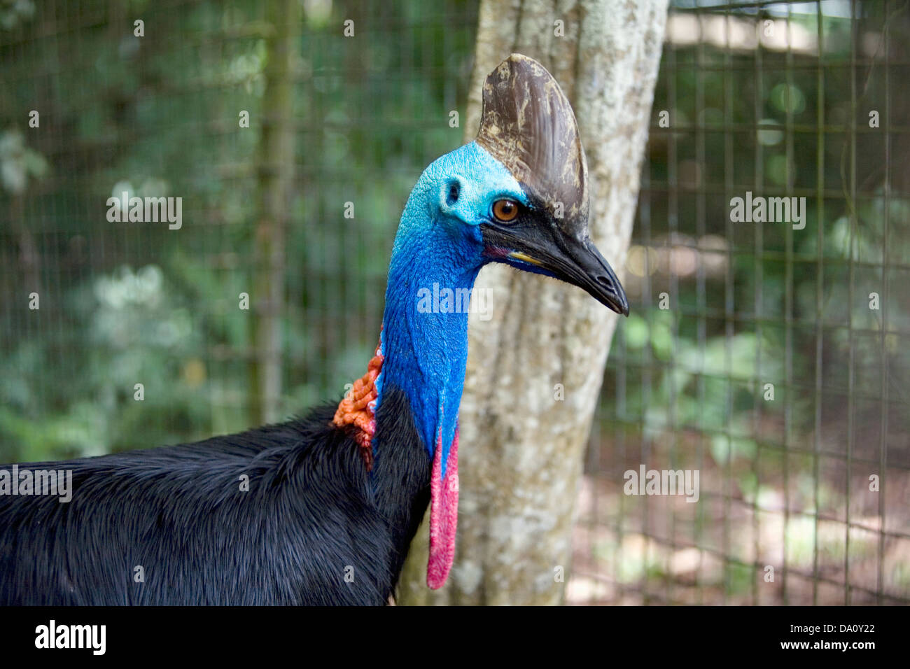 Die südlichen Kasuar wiegt so viel als ein Mann, National Botanic ...