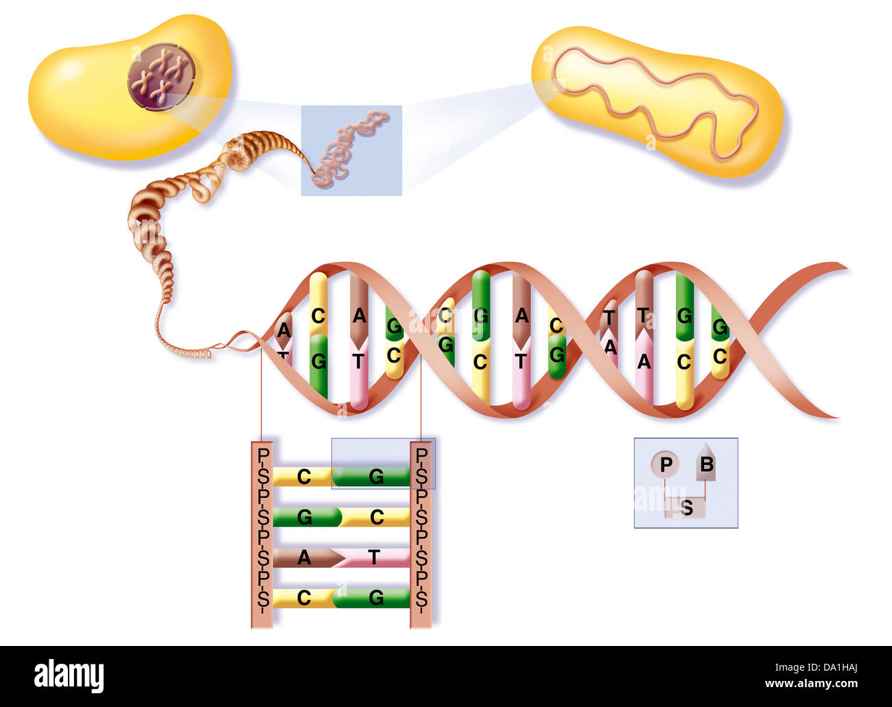 Genetik Der Chromosomenbiologie Stockfotos und -bilder Kaufen - Alamy