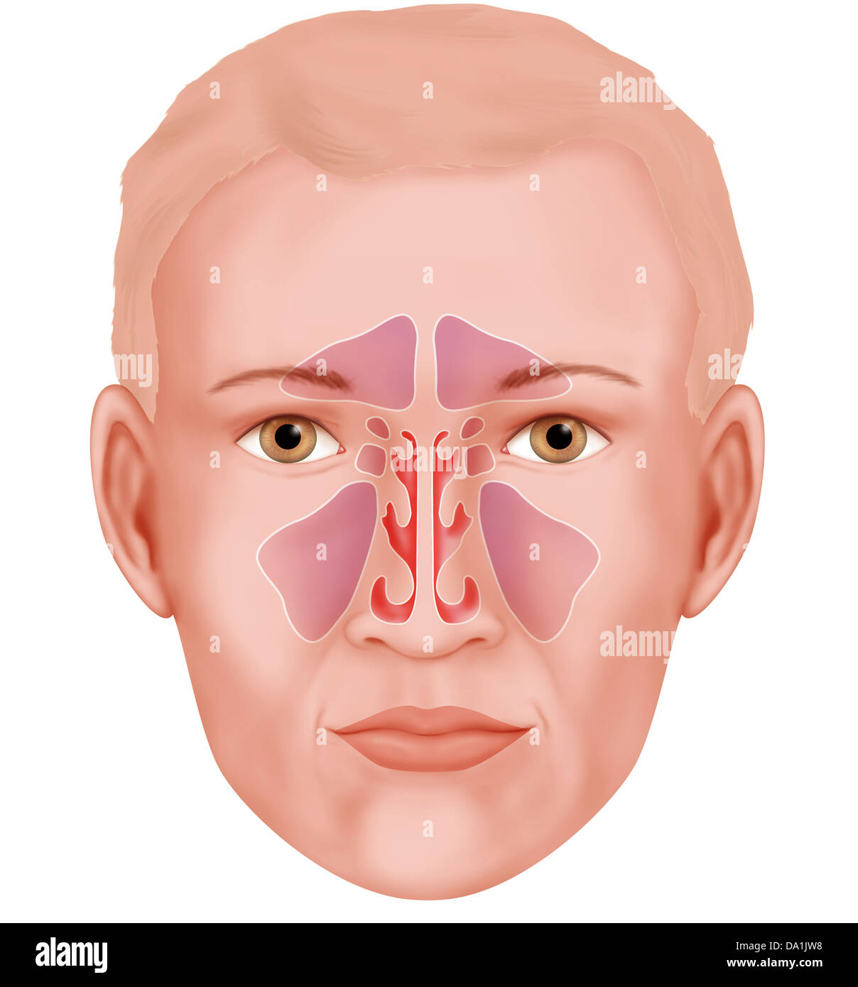 Maxillary sinus -Fotos und -Bildmaterial in hoher Auflösung – Alamy