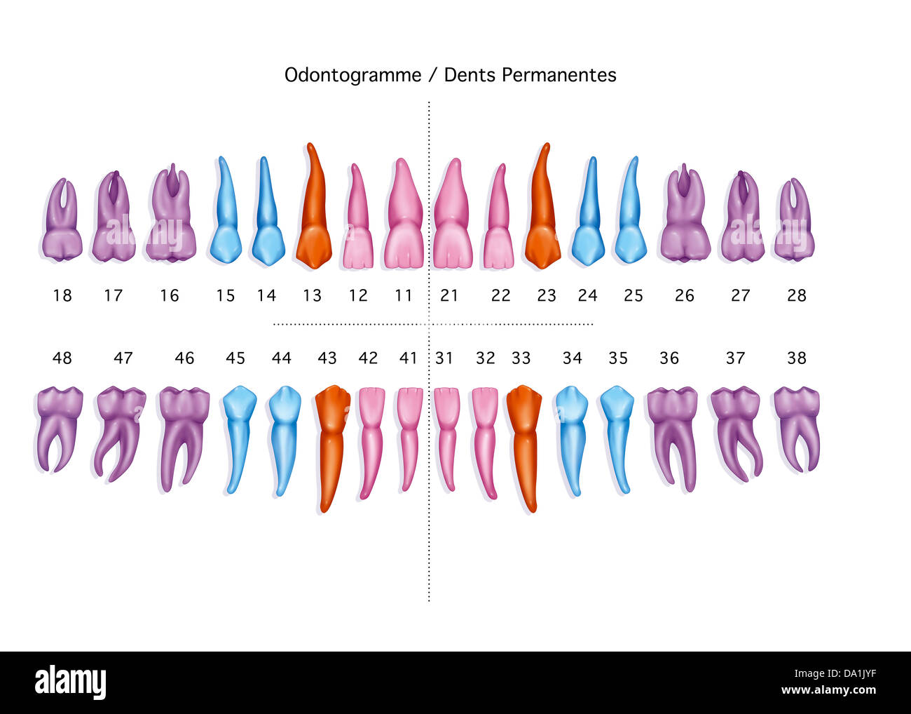 Gebiss anatomie zeichnung -Fotos und -Bildmaterial in hoher Auflösung ...
