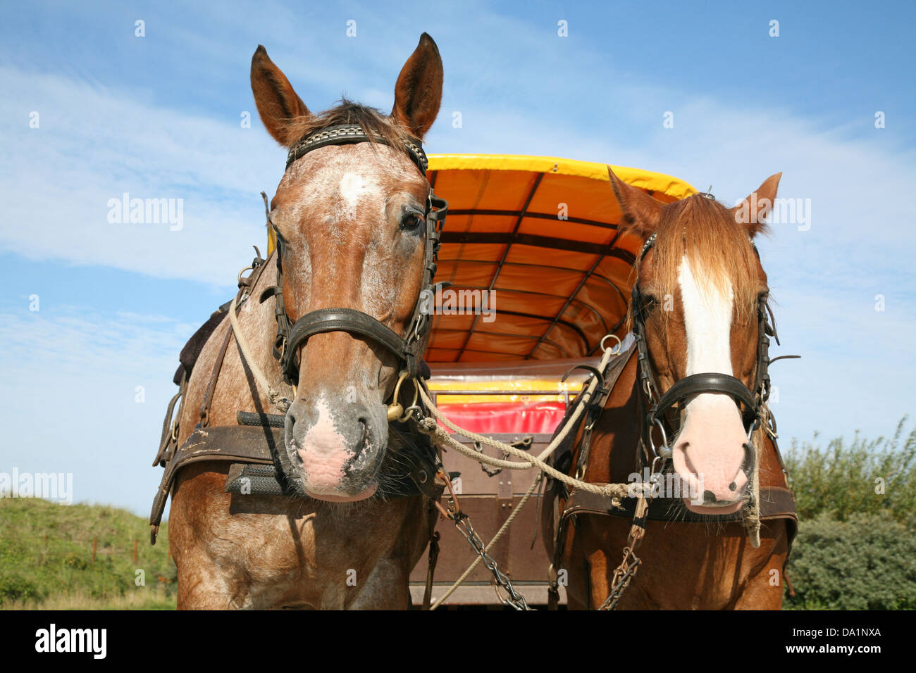 Juist pferdekutschen -Fotos und -Bildmaterial in hoher Auflösung – Alamy