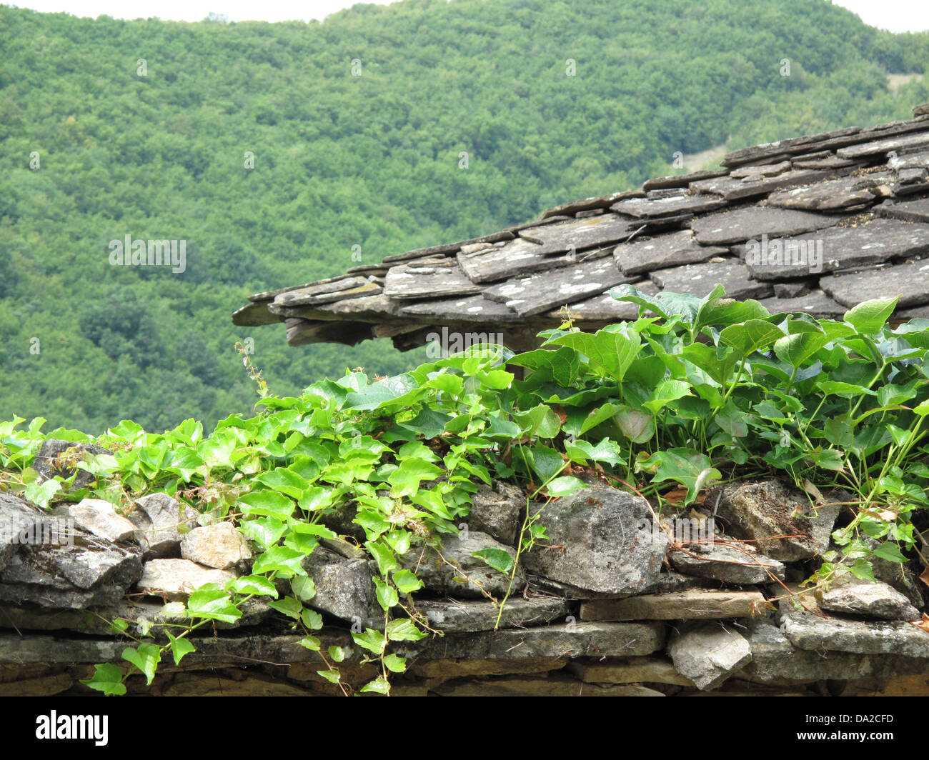 Struktur mit efeu Stockfotos und -bilder Kaufen - Alamy