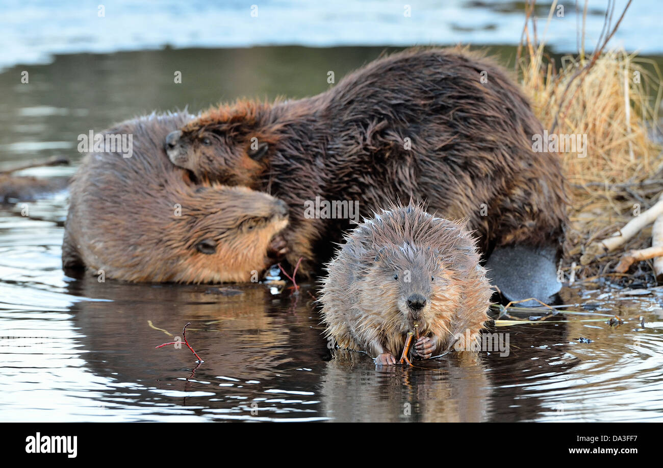 Beaver family -Fotos und -Bildmaterial in hoher Auflösung – Alamy